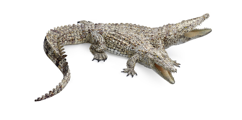 Two-headed Crocodile - sarah lee's portfolio